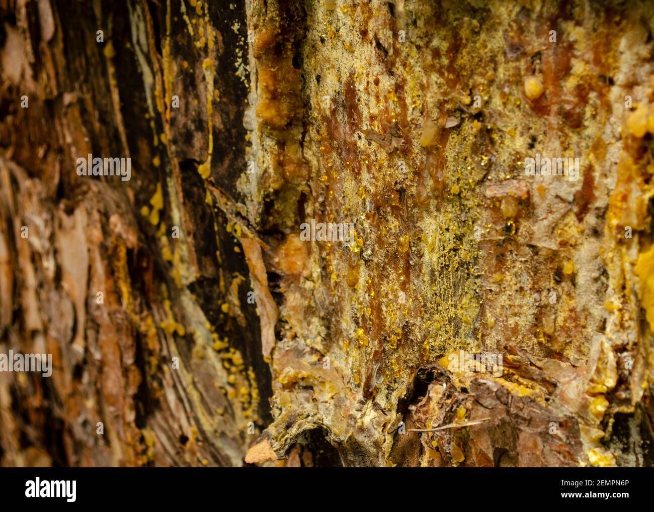 Amber drops of pine resin. Living three drops flow down the bark of the ...