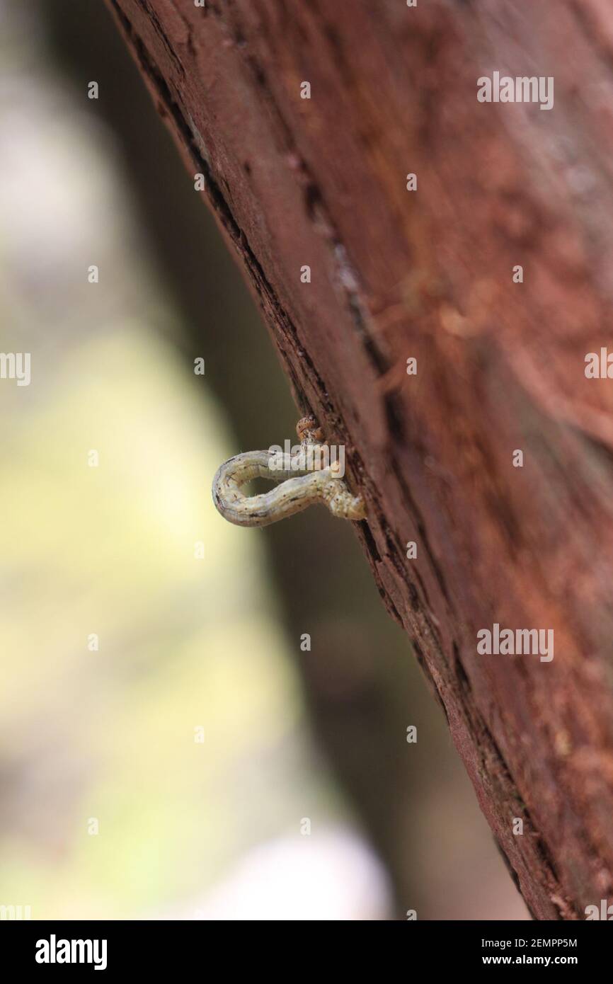 Inch Worm High Resolution Stock Photography and Images - Alamy
