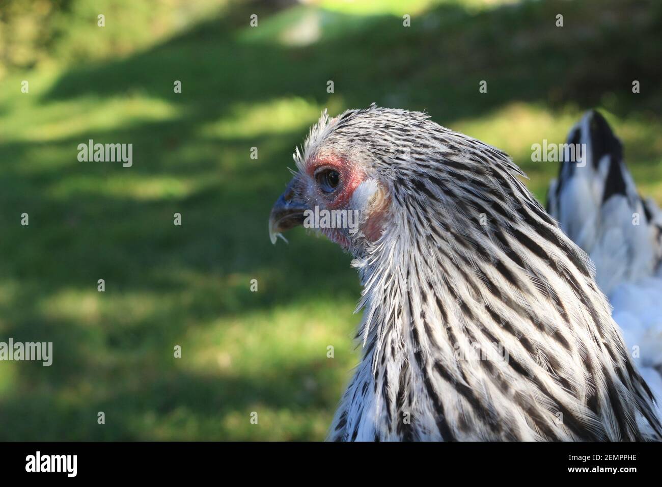 Laying hen hi-res stock photography and images - Alamy
