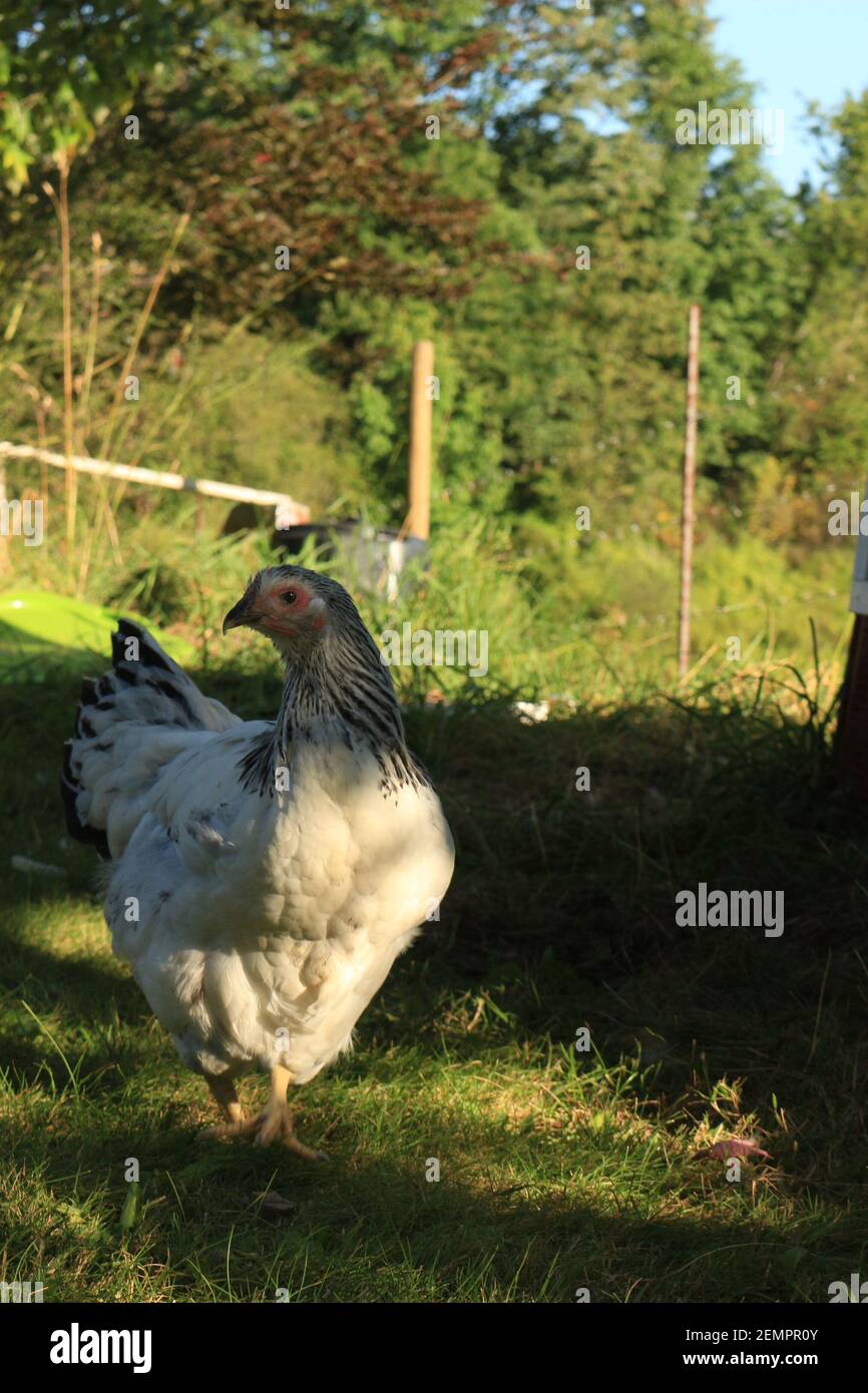 Hen and young hi-res stock photography and images - Alamy