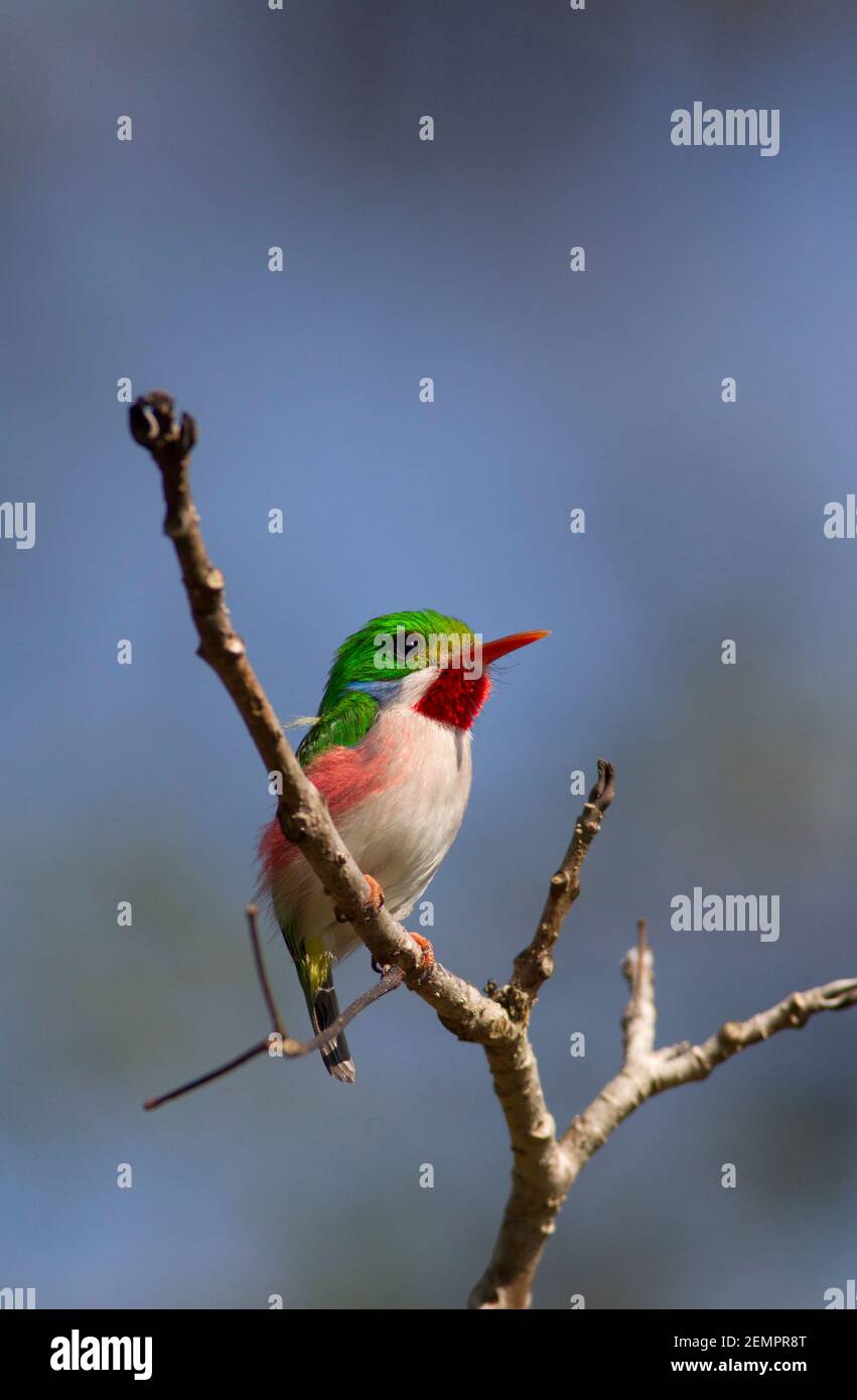 Tolidae hi-res stock photography and images - Alamy