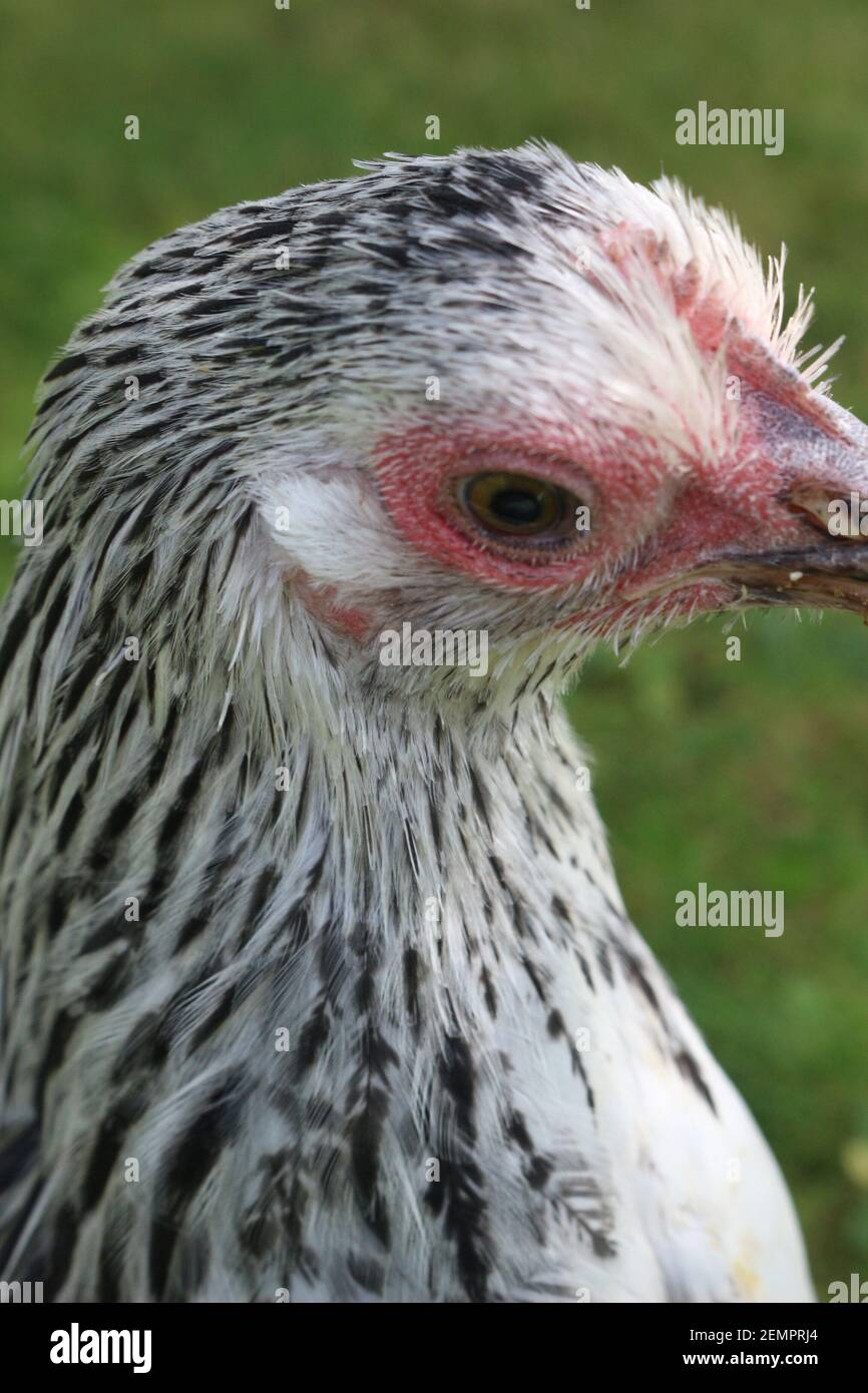 Black feathered chicken hi-res stock photography and images - Alamy