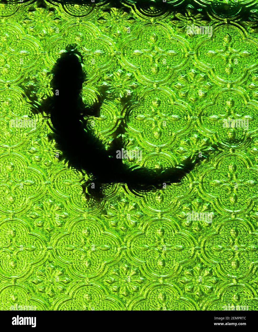 A lizard silhouetted on a green stain glass window, Pushka, India Stock ...