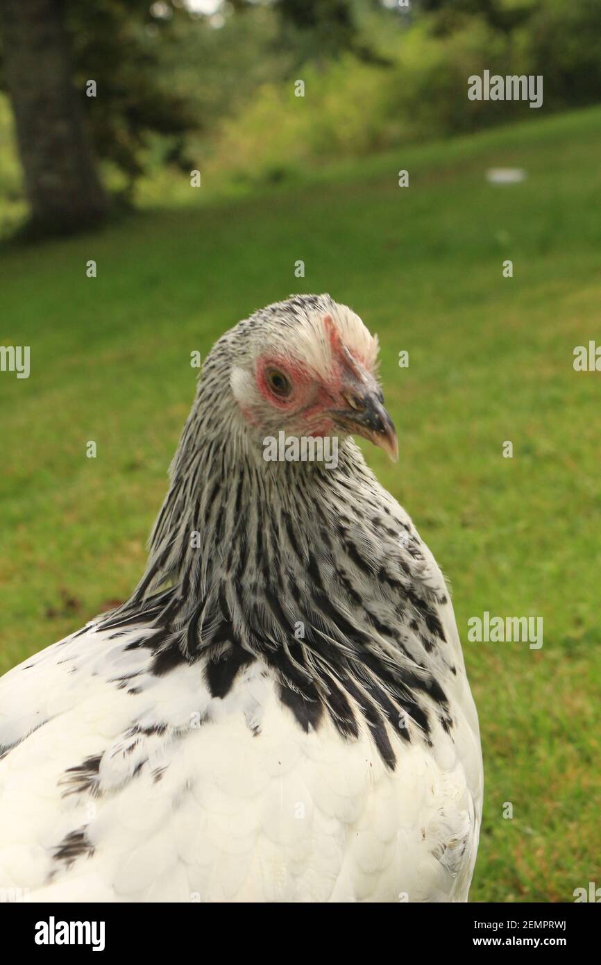 Hen laying hen hi-res stock photography and images - Alamy