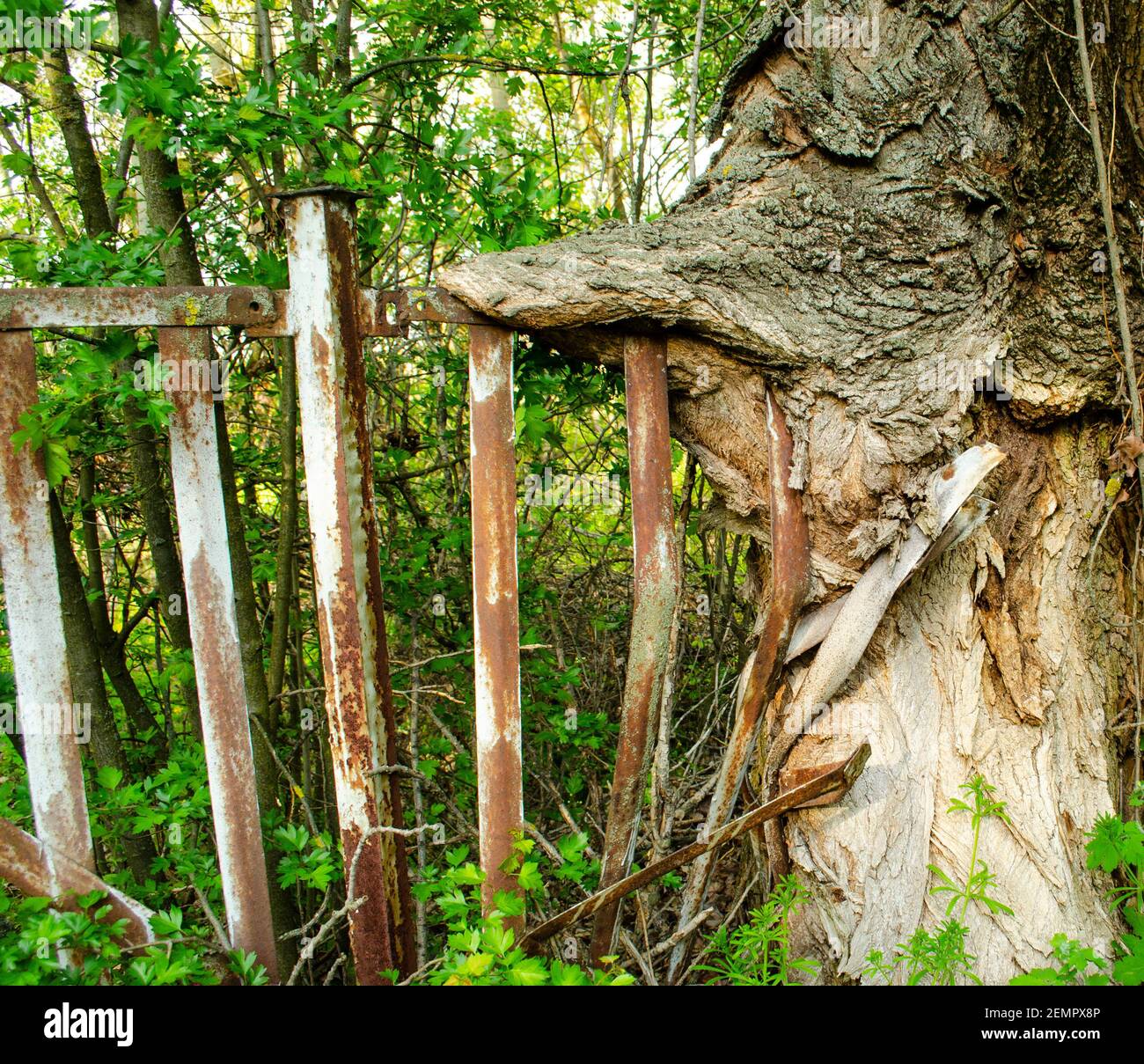 An aspen tree trunk has grown around the wire mesh fence and seems to ...
