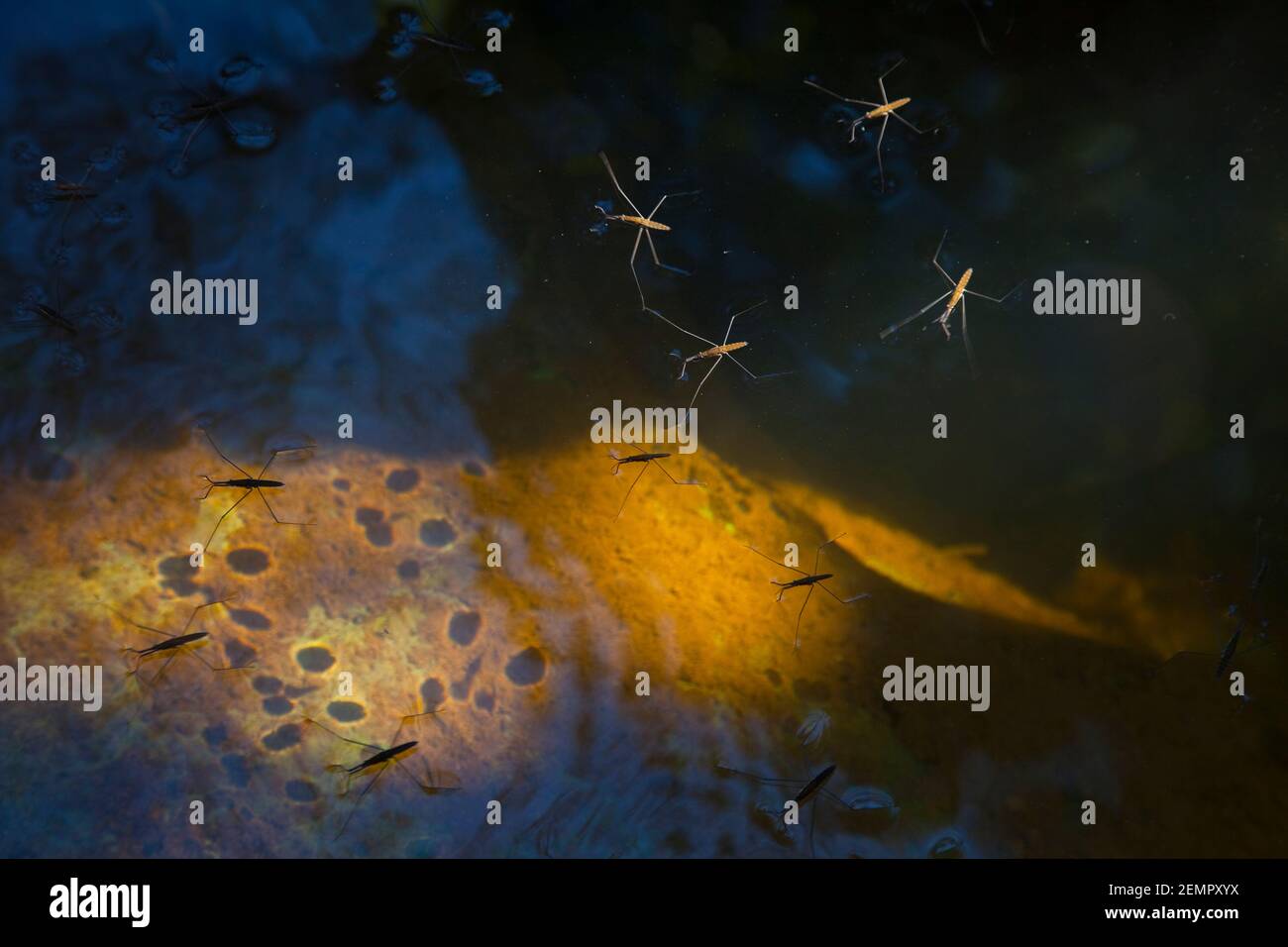 Rio zapatero hi-res stock photography and images - Alamy