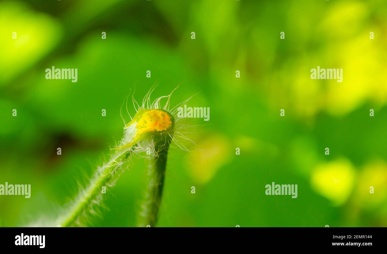 Sprout of Chelidonium majus leaves also known:greater celandine ...