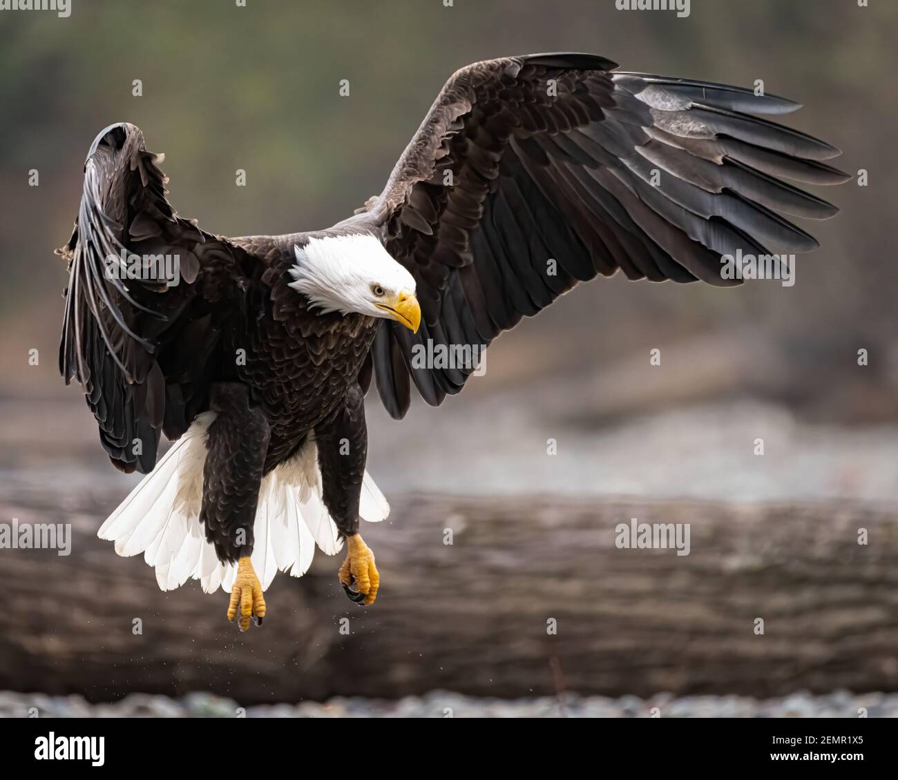 Adult bald eagle Haliaeetus leucocephalus landing with wings spread above the Nooksack River in ...