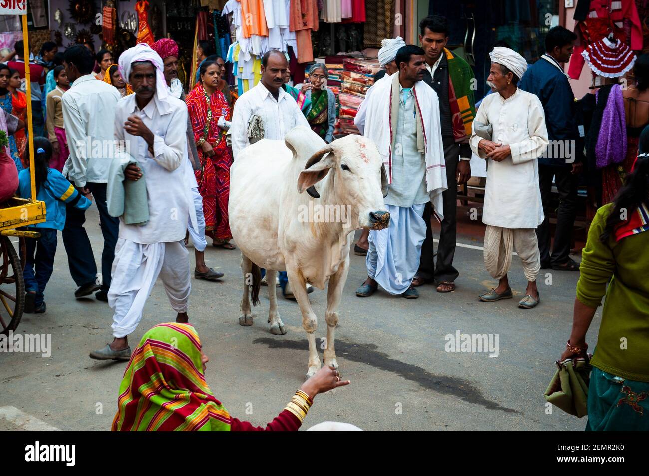 Hindu holy cow stands hi-res stock photography and images - Alamy