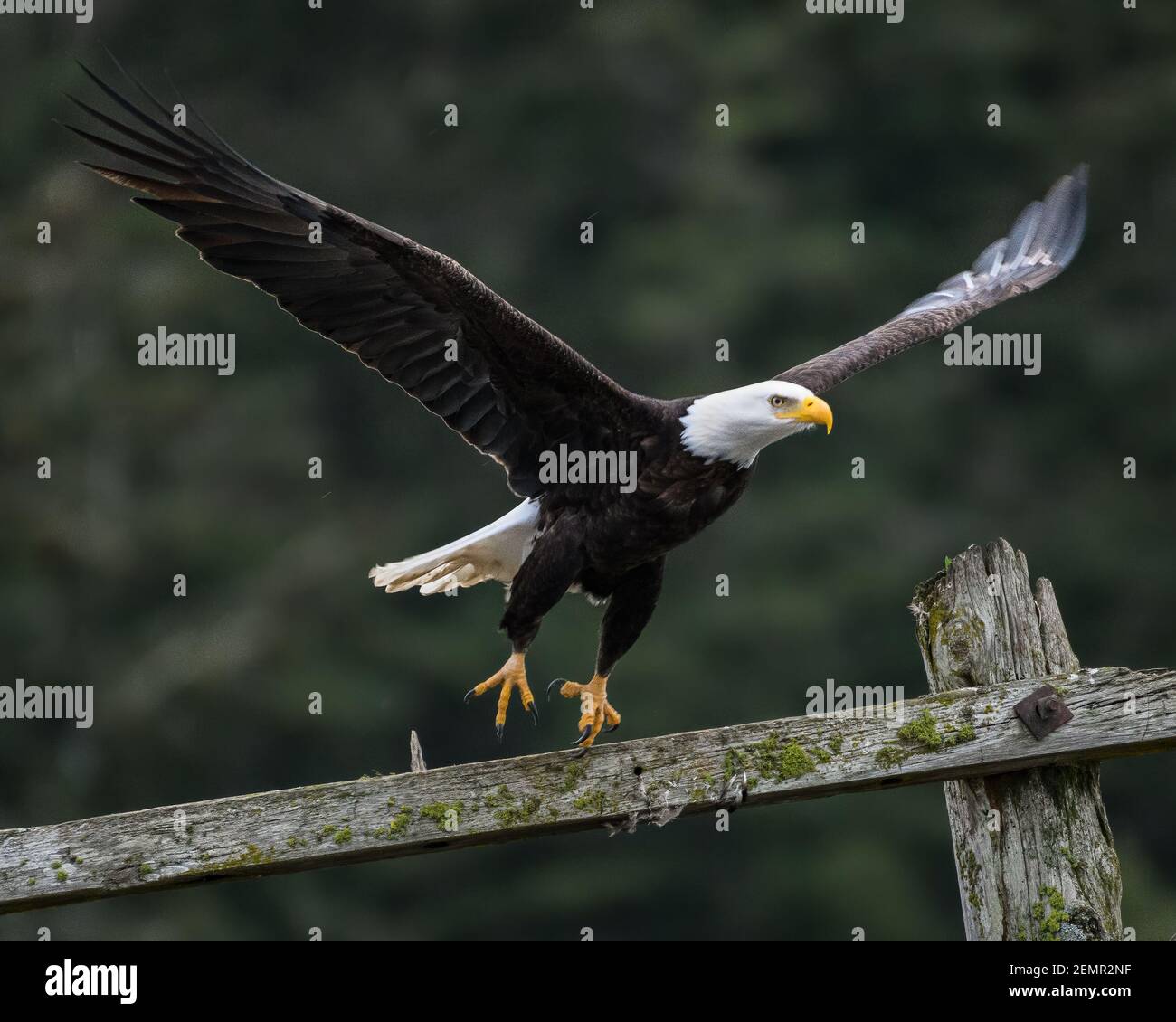 Adult bald eagle Haliaeetus leucocephalus launches from old telephone ...