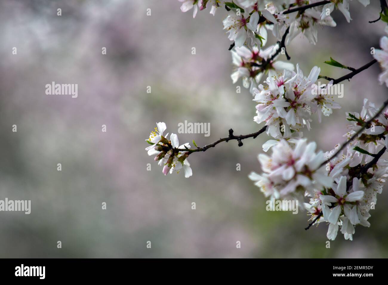 A view of the Almond blossoms trees as spring arrives in Srinagar ...
