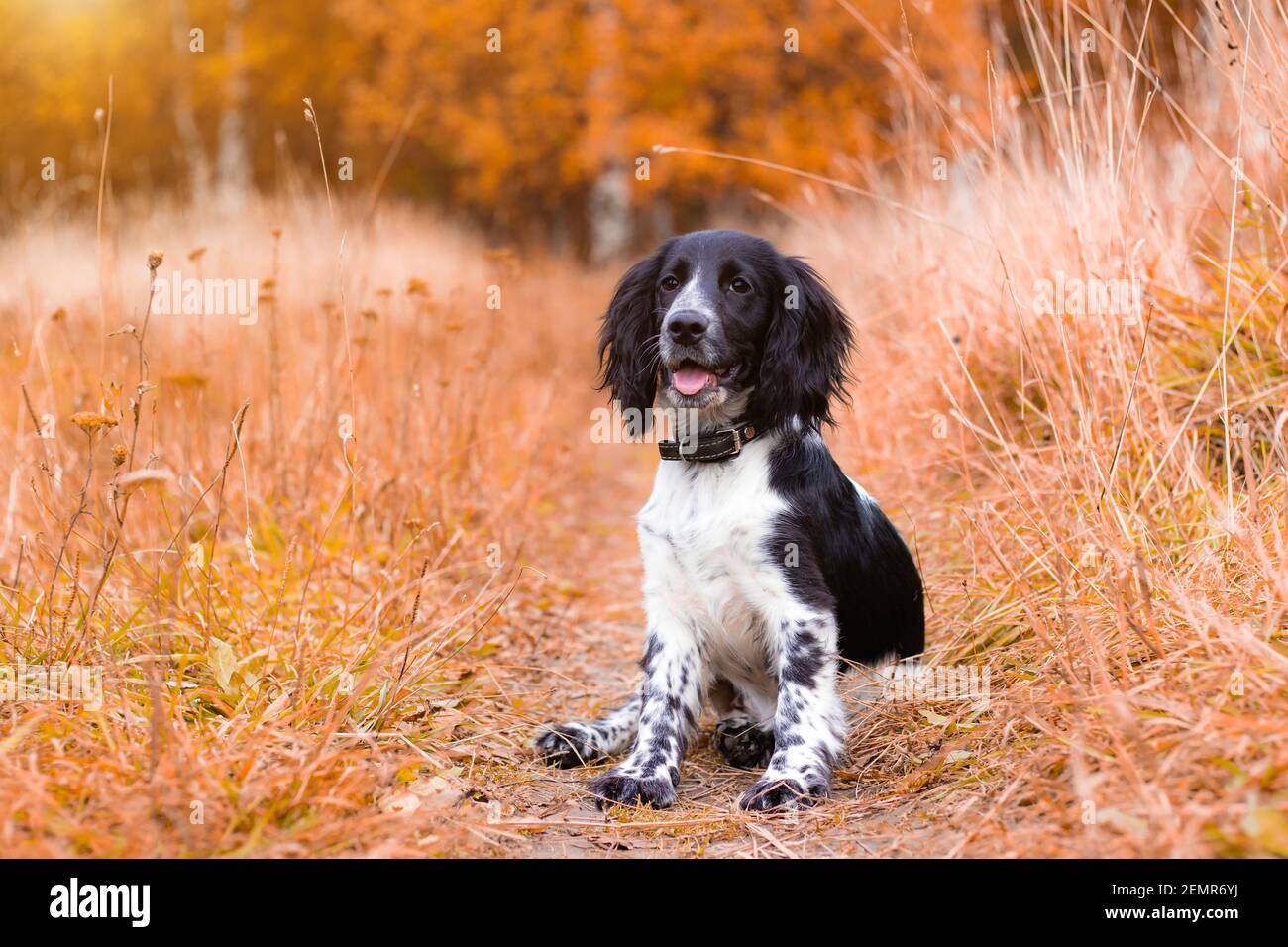 English springer spaniel fall hi-res stock photography and images - Alamy