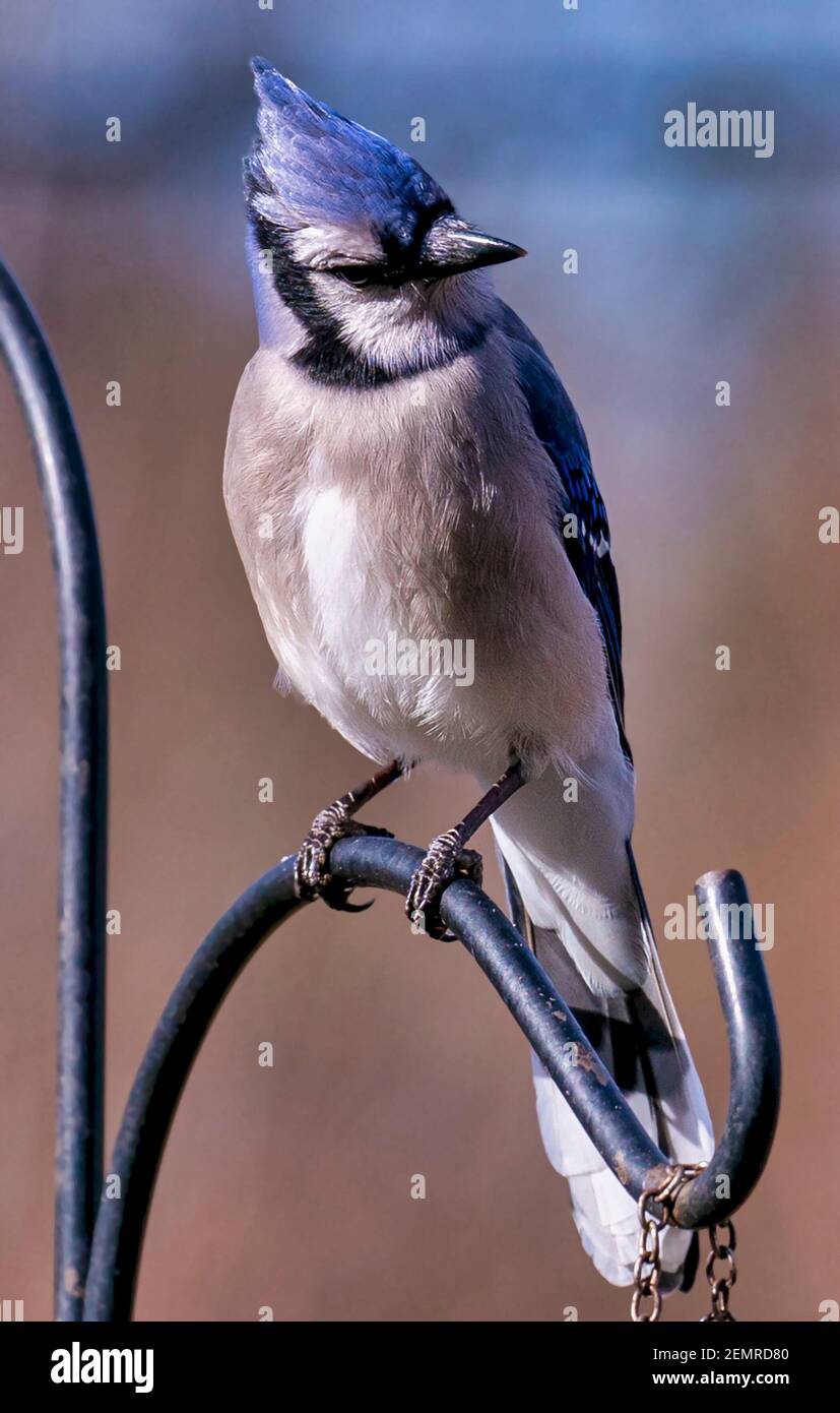 Bluejay in profile on a perch Stock Photo - Alamy
