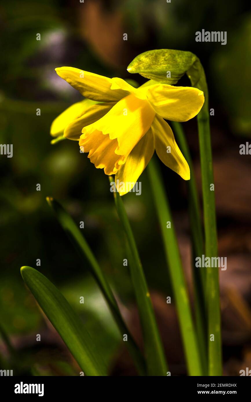 Close-up of a dwarf daffodil in a winter's north London garden, London ...