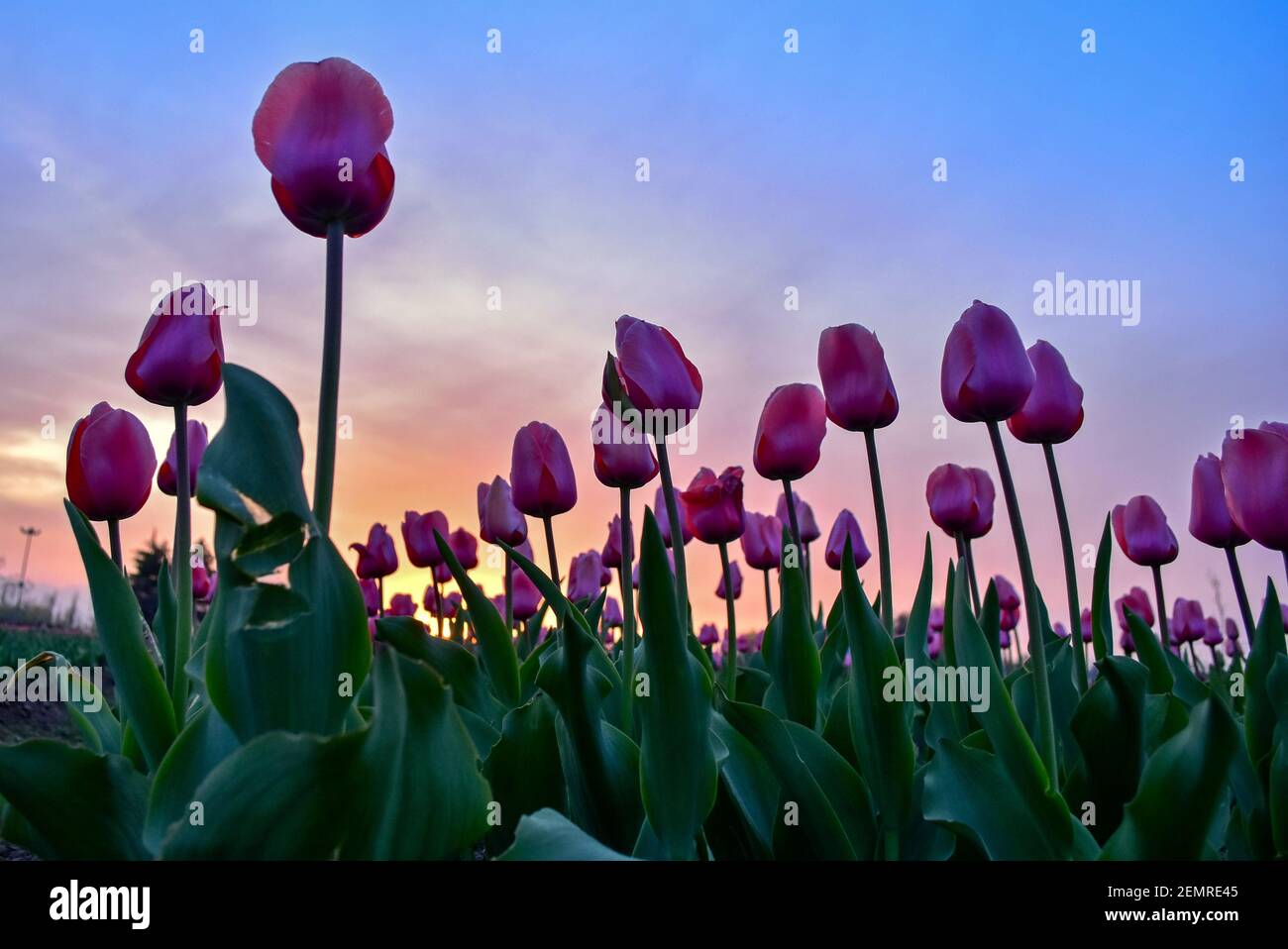 Tulip flowers are seen in full bloom at the Asia's largest Tulip garden ...