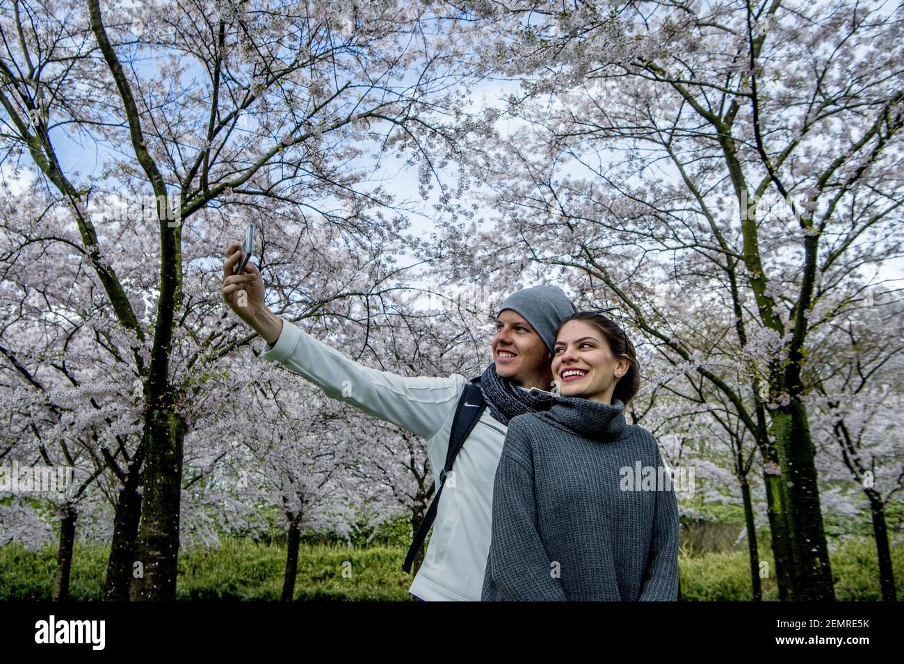 The cherry blossom park in the Amsterdamse Bos is in full bloom and ...