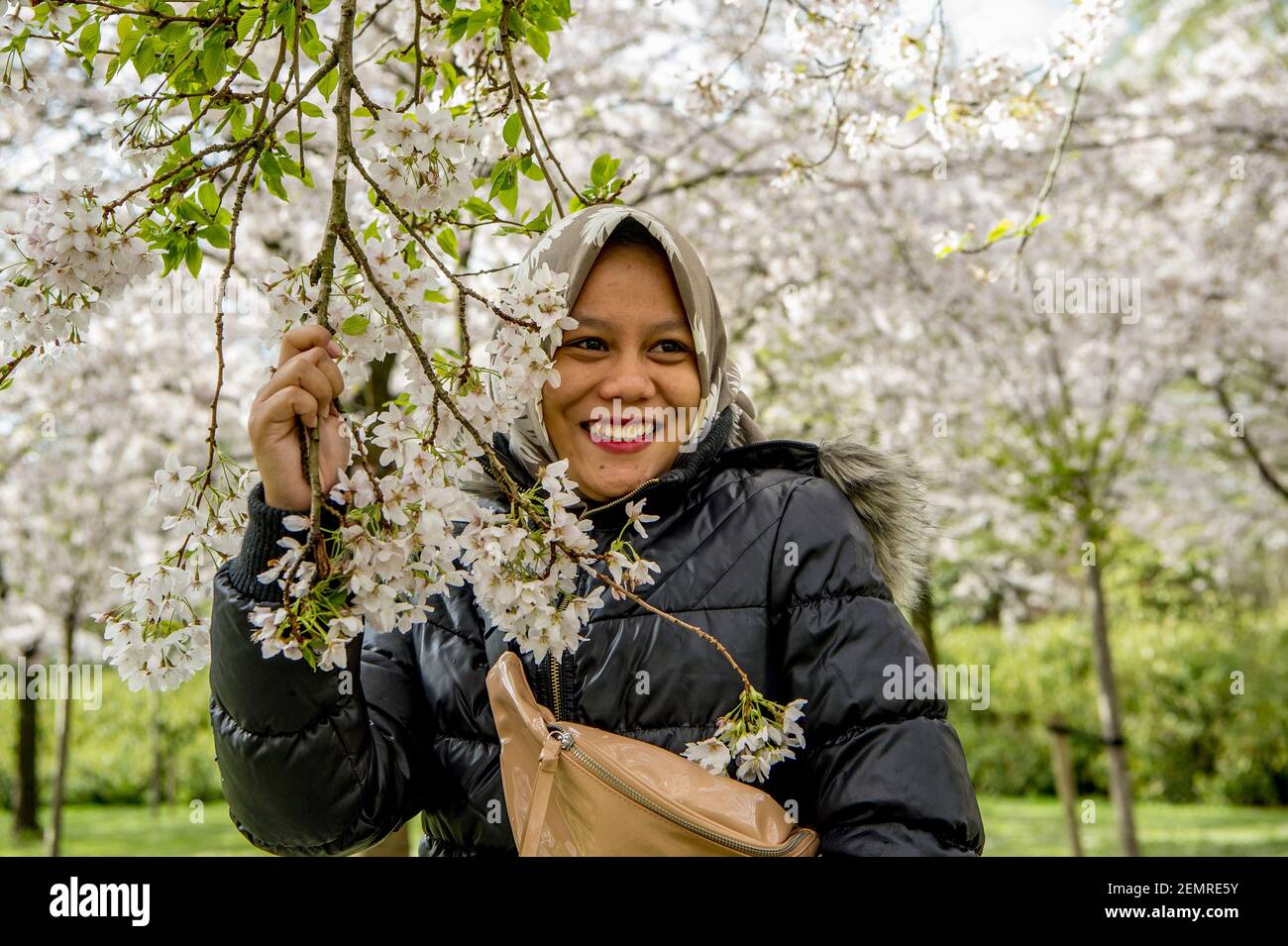 The cherry blossom park in the Amsterdamse Bos is in full bloom and ...