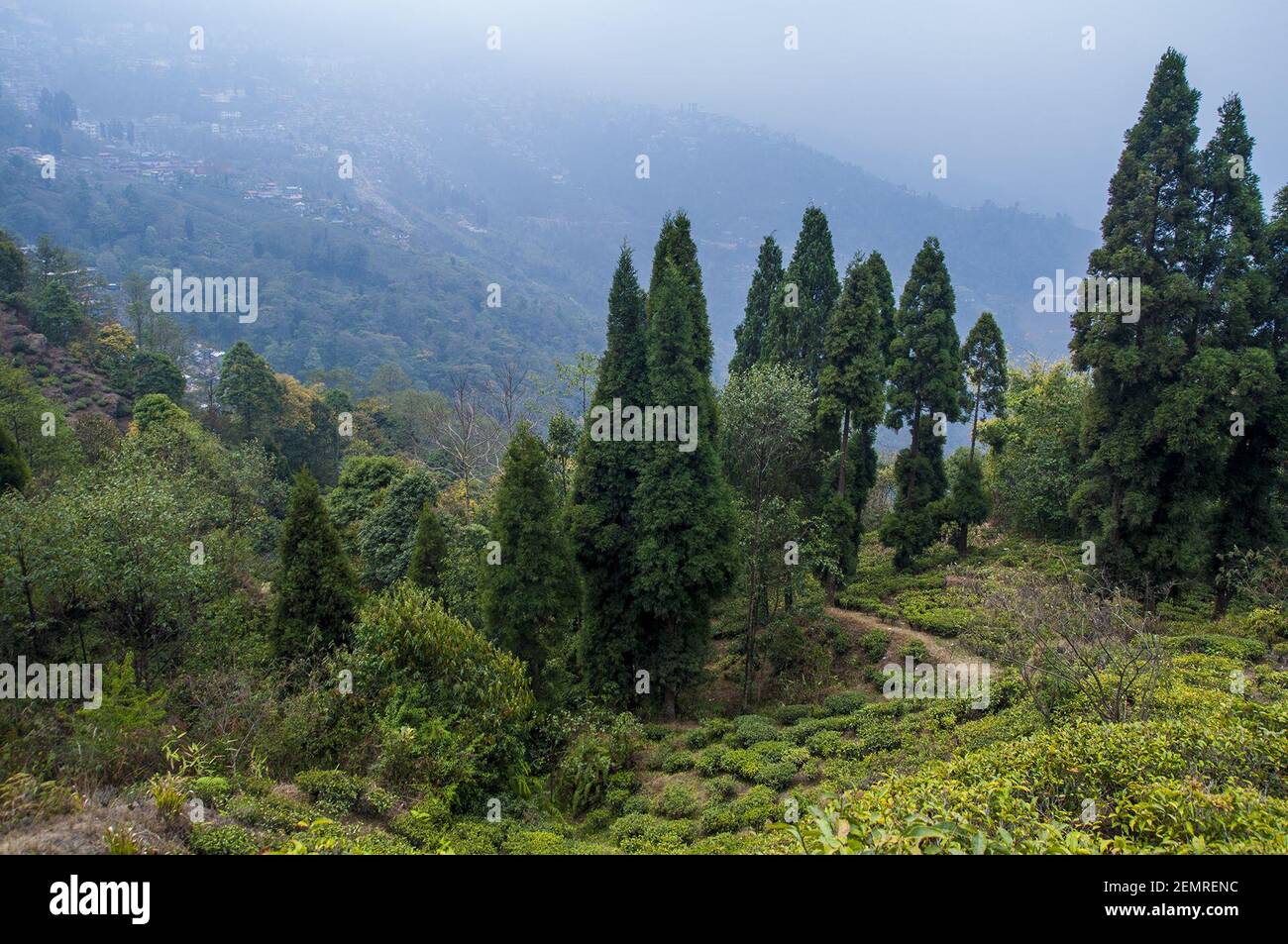 Darjeeling is a city and a municipality in the Indian state of West ...