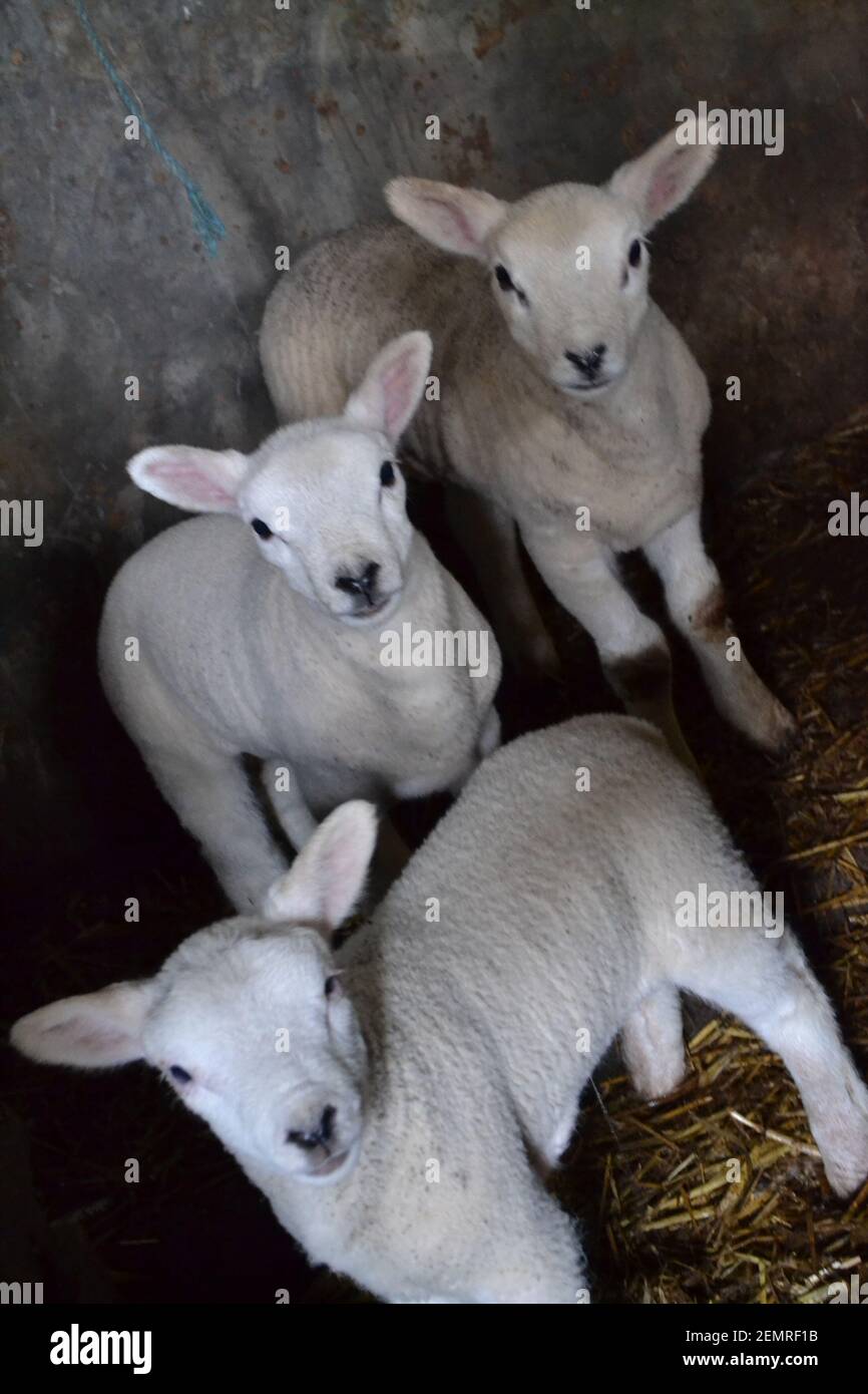 Starring forward hi-res stock photography and images - Alamy