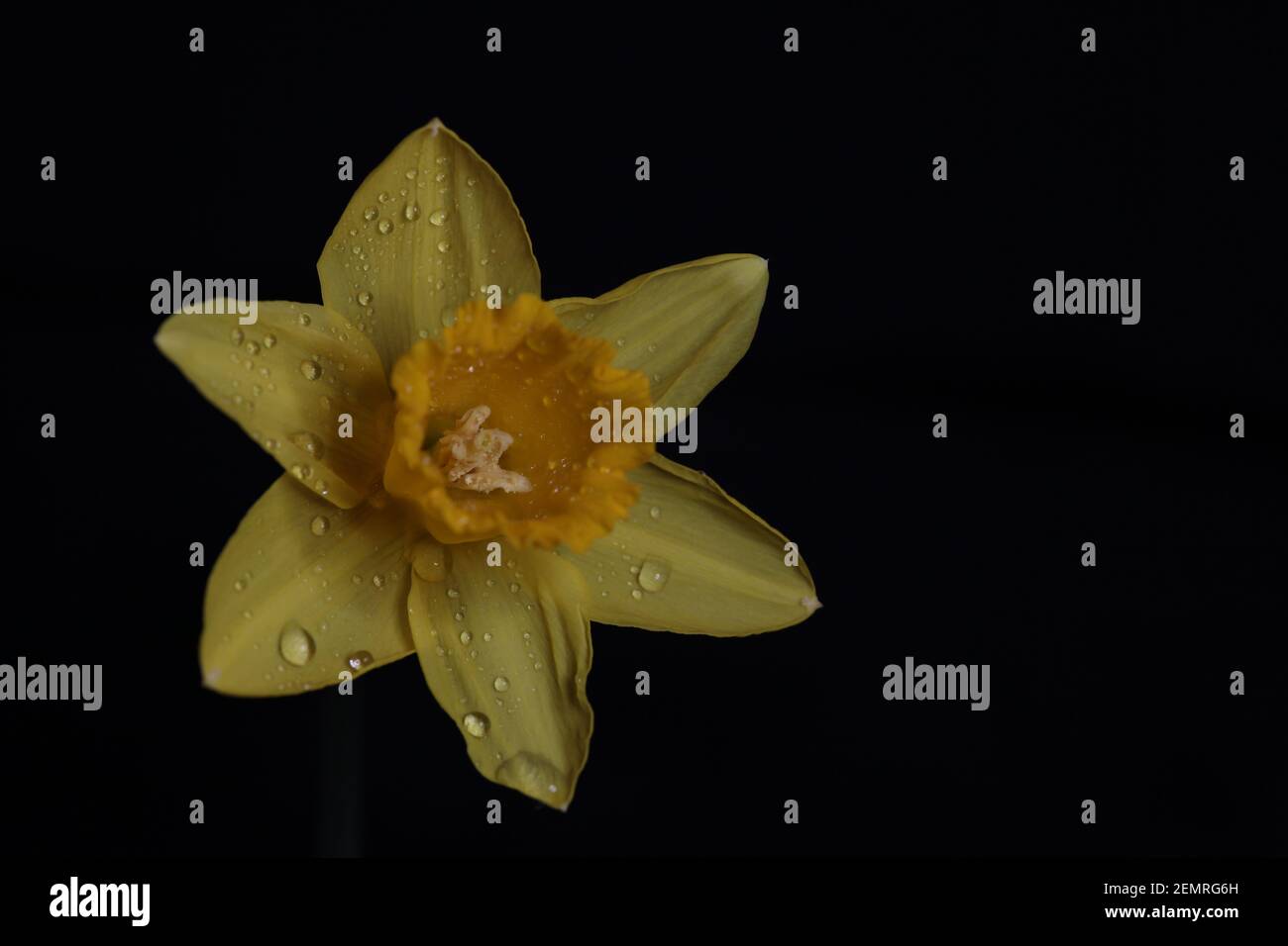 Daffodil pictured against a black background Stock Photo - Alamy