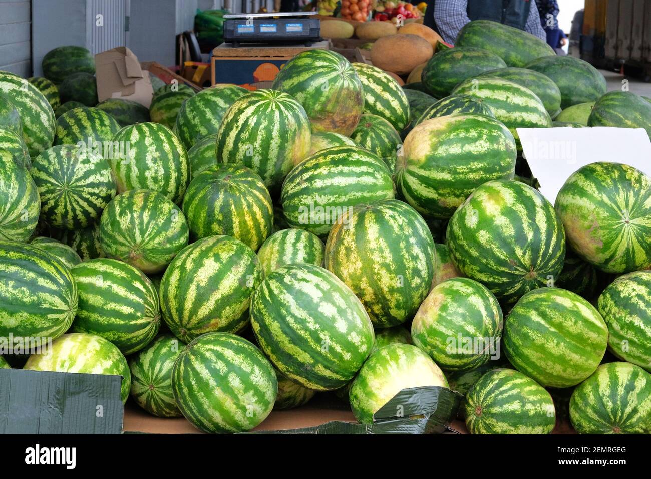 Watermelons are sold at local farmers market after harvest. Healthy ...