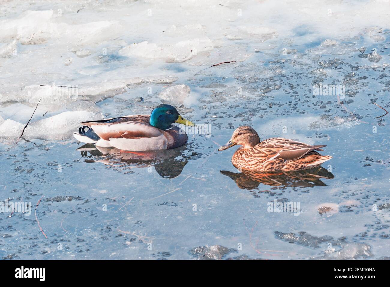 Pair of ducks on the lake surface among the melting ice Stock Photo - Alamy