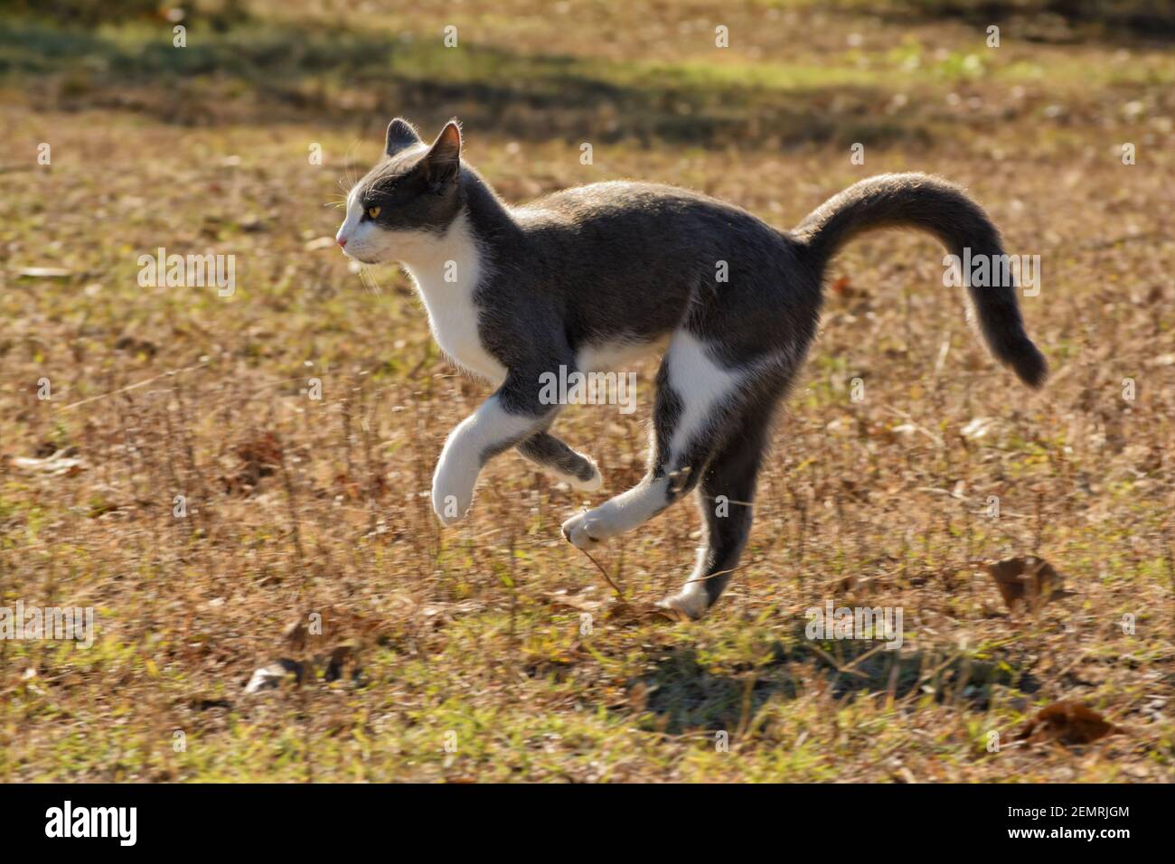 Blue and white tuxedo cat running across a grass field in autumn sun ...