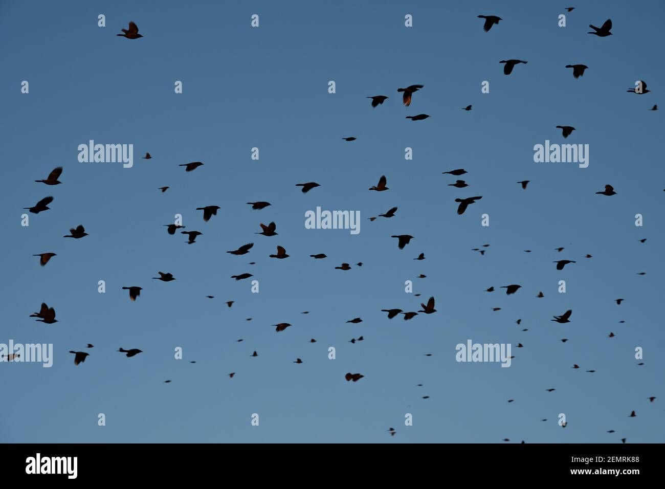 Large flock of Common Grackles in flight against evening sky Stock ...