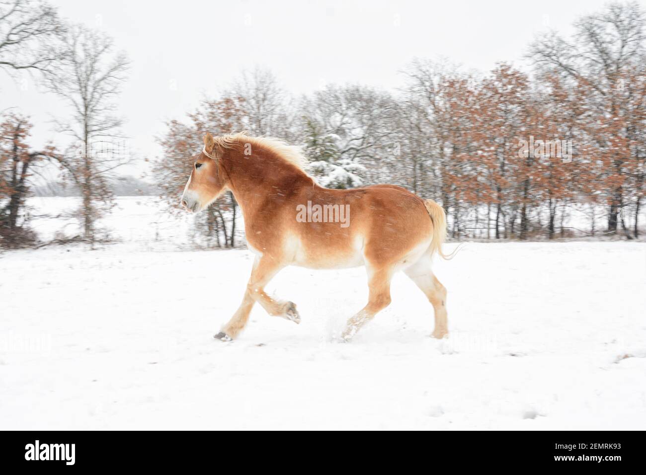 Belgian draft horse galloping in winter pasture in snowfall Stock Photo ...