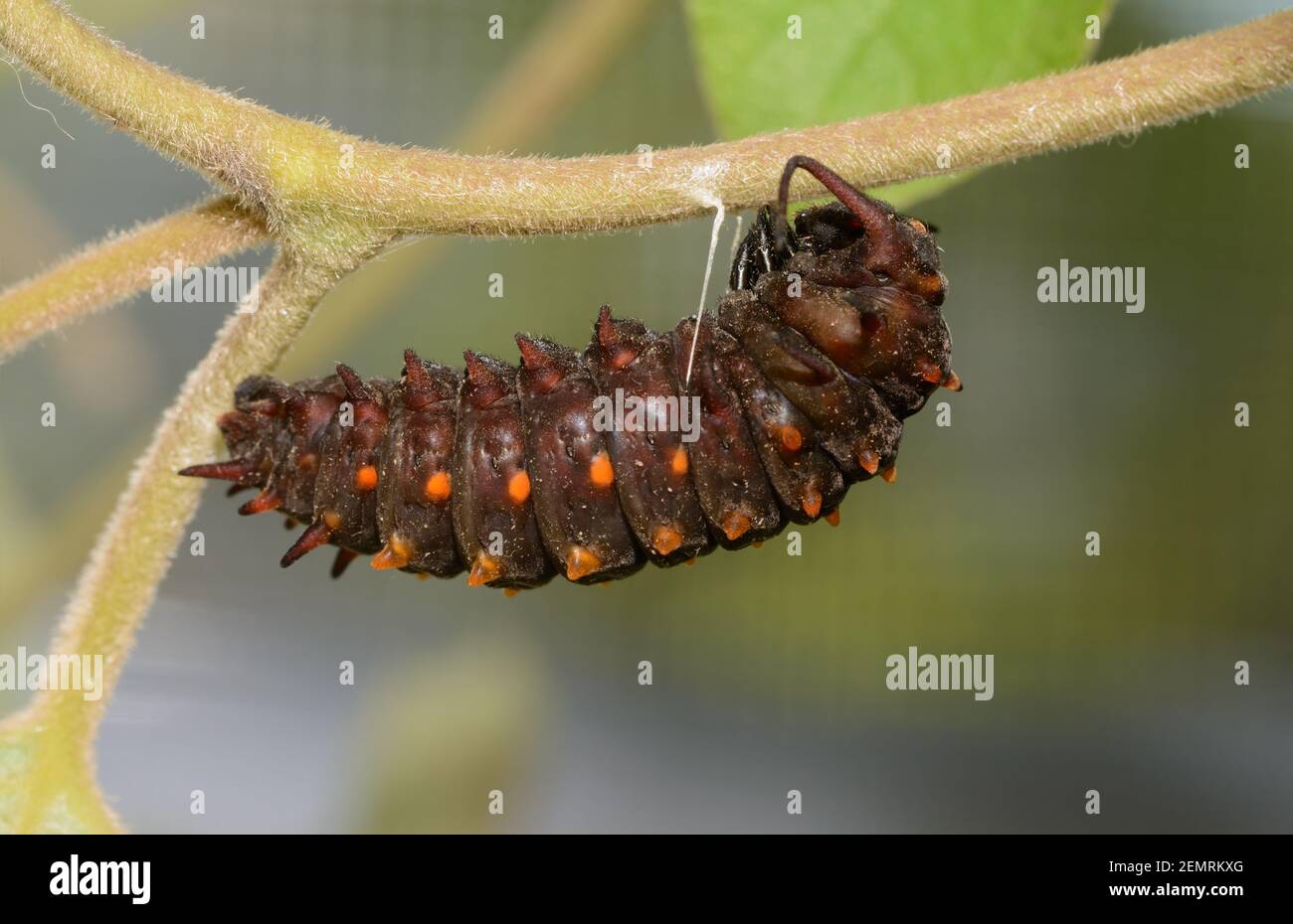 Pipevine Swallowtail Butterfly Caterpillar Getting Ready To Pupate Hanging Onto A Vine By Silk