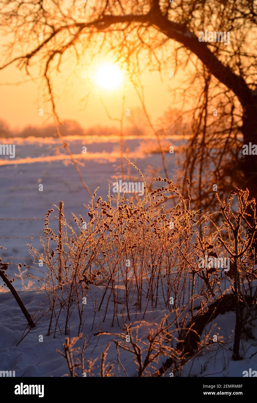 Sun over frozen bushes hi-res stock photography and images - Alamy
