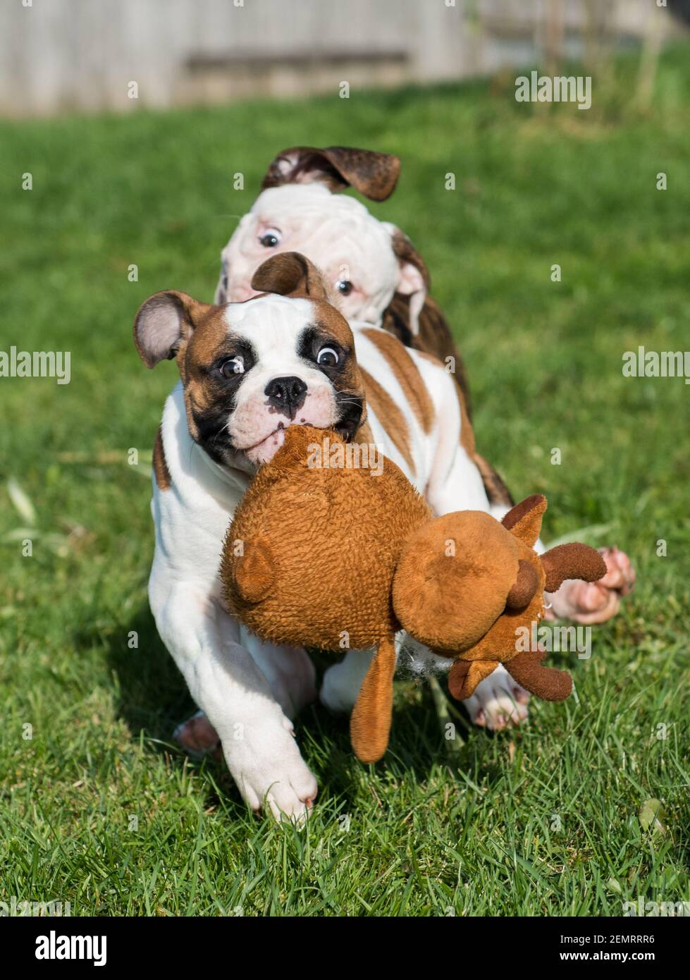 American Bulldog puppies are playing with toy Stock Photo - Alamy