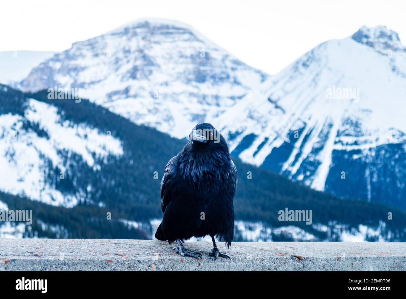 View of a raven with mountains in the background Stock Photo - Alamy