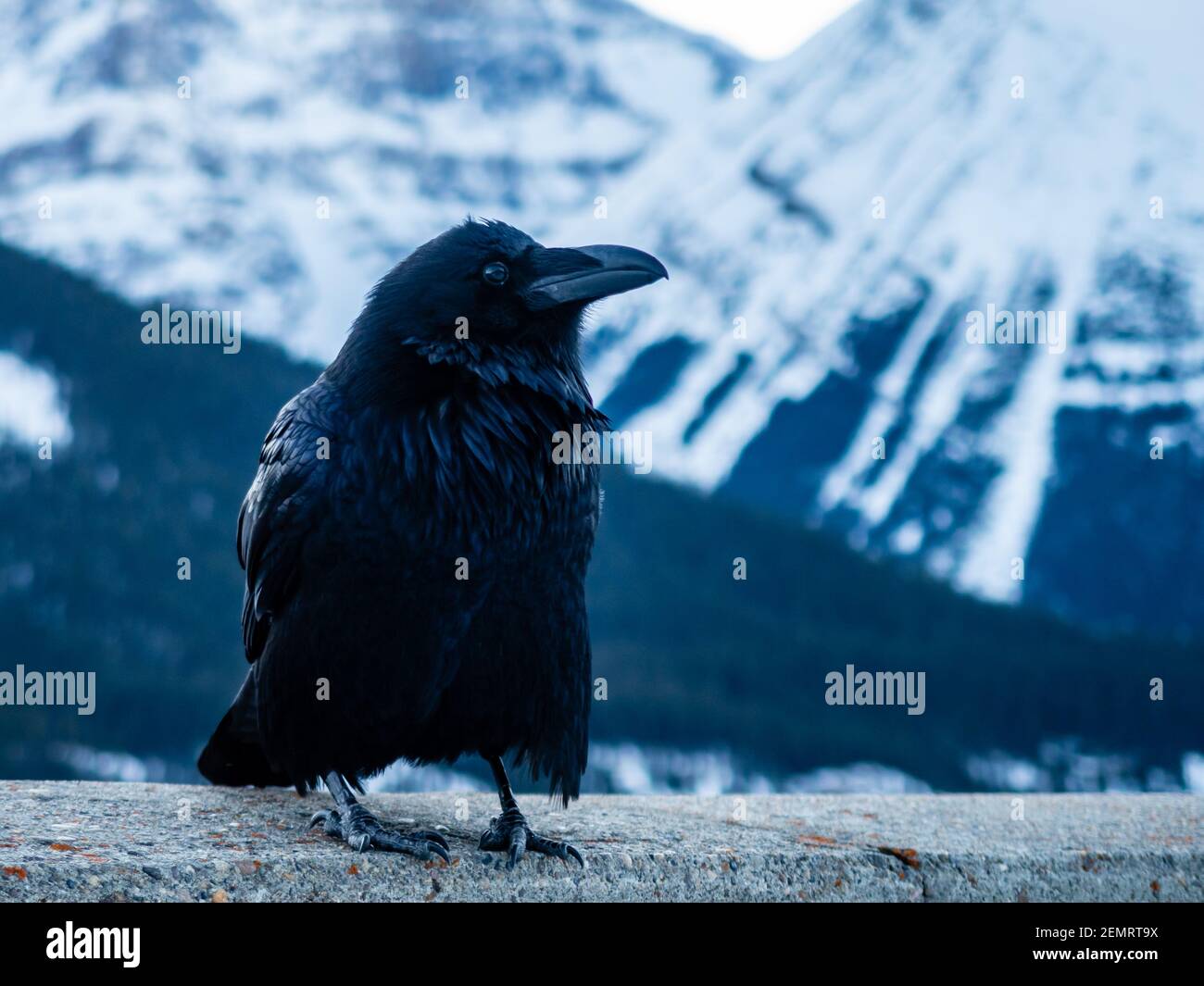 View of a raven with mountains in the background Stock Photo - Alamy