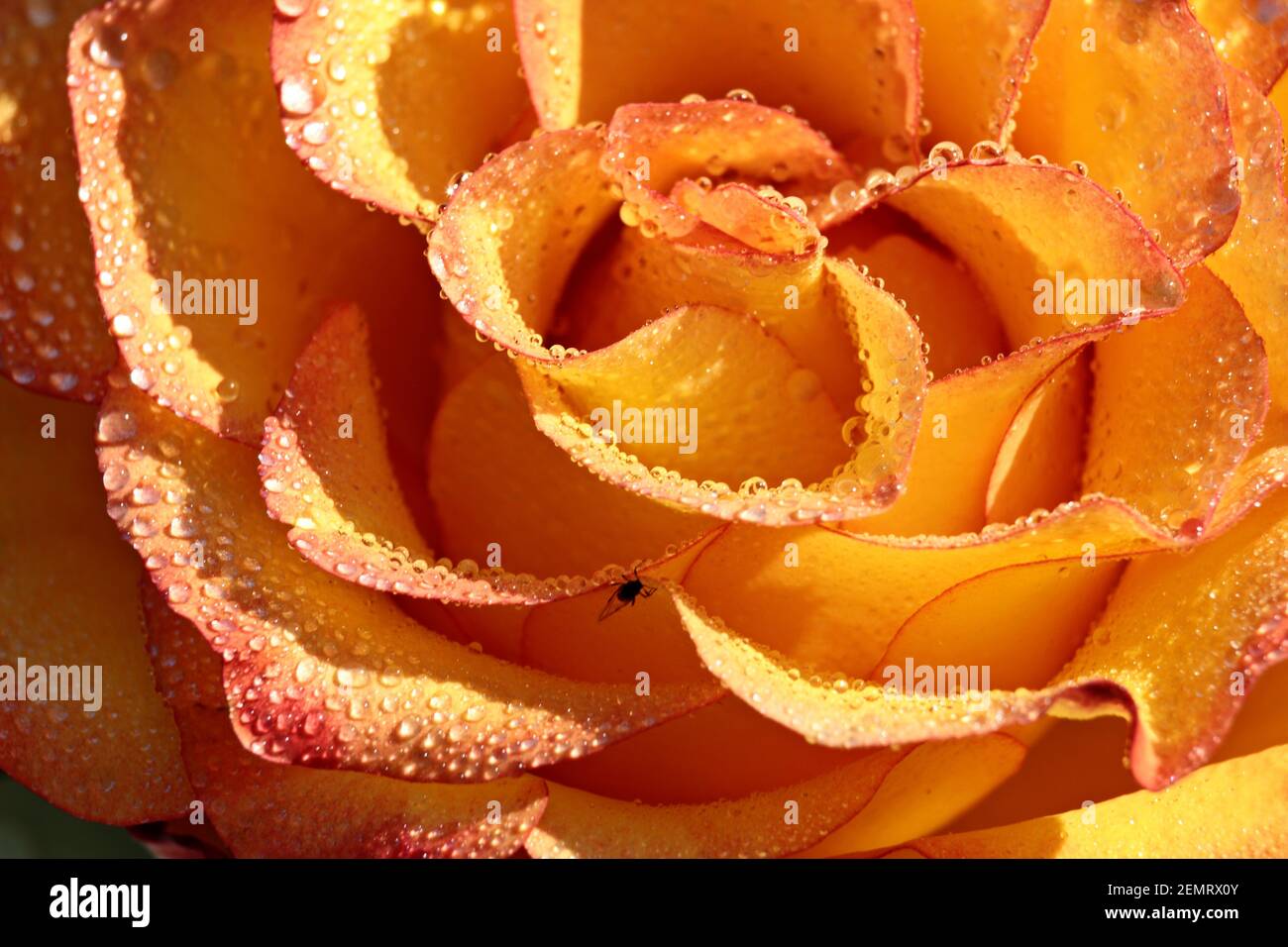 Hiding rose hi-res stock photography and images - Alamy