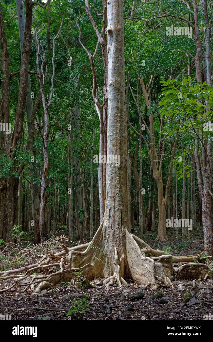 Mahogany Tree High Resolution Stock Photography and Images - Alamy