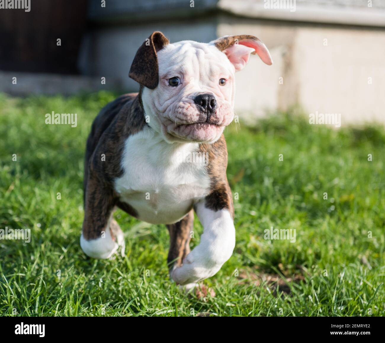 Red nose bulldog hi-res stock photography and images - Alamy