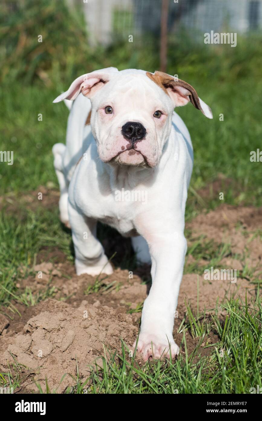 Funny red American Bulldog puppy is running Stock Photo - Alamy