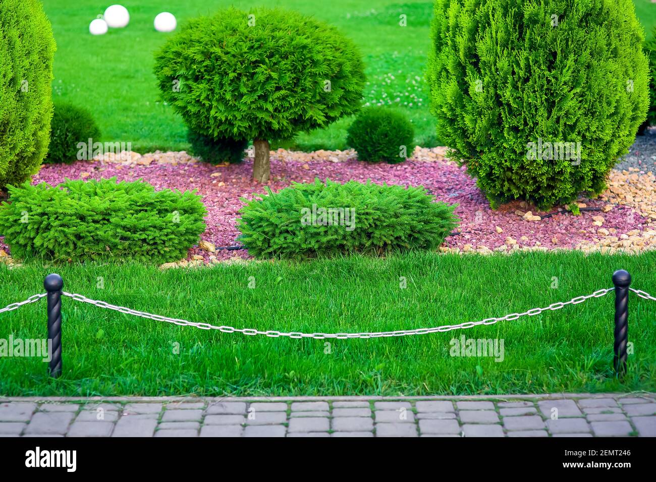 landscape bed with evergreen thuja tree in the backyard with natural ...