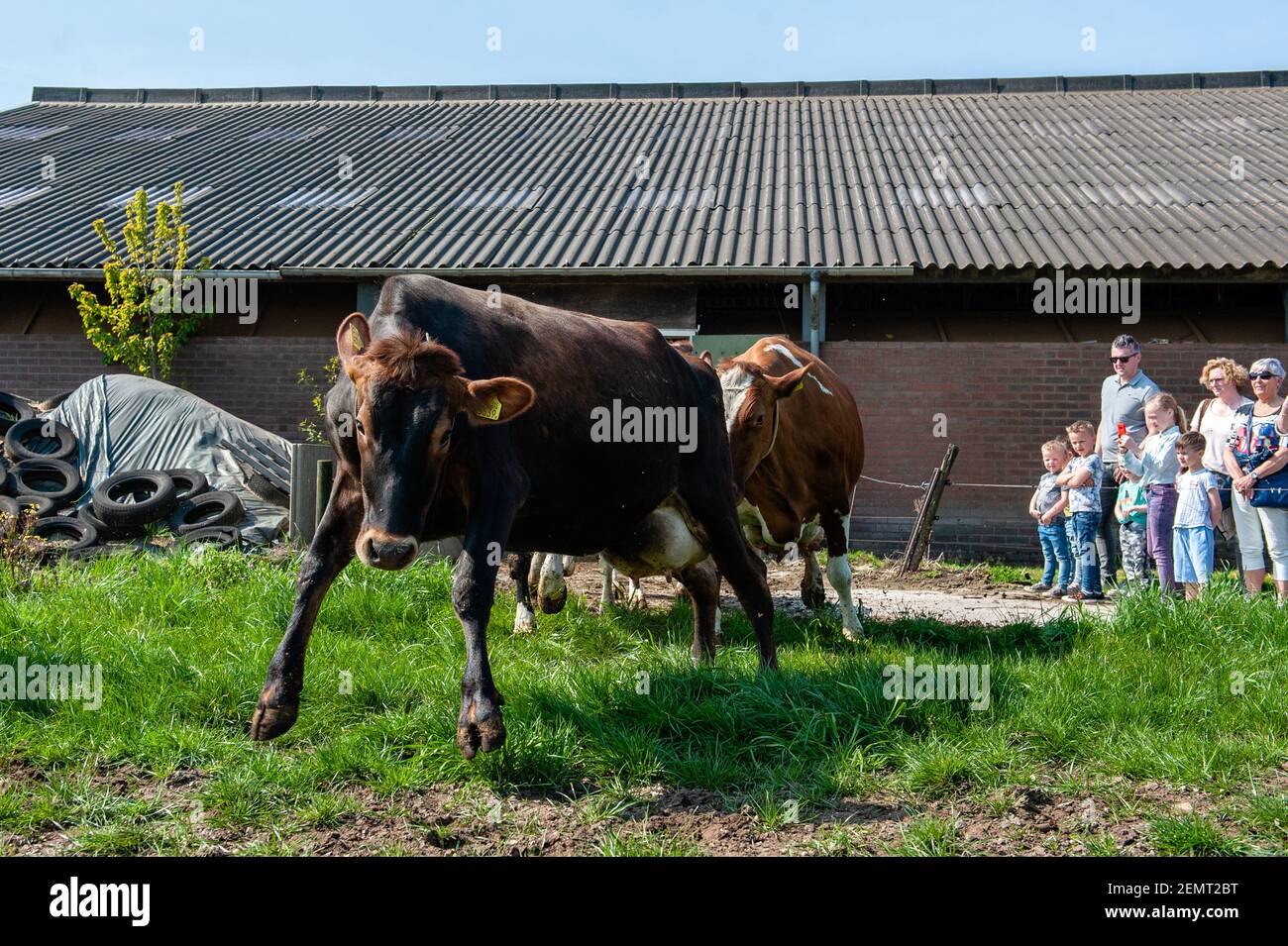 A cow is seen jumping and twirling on the meadow. Farms throughout the ...
