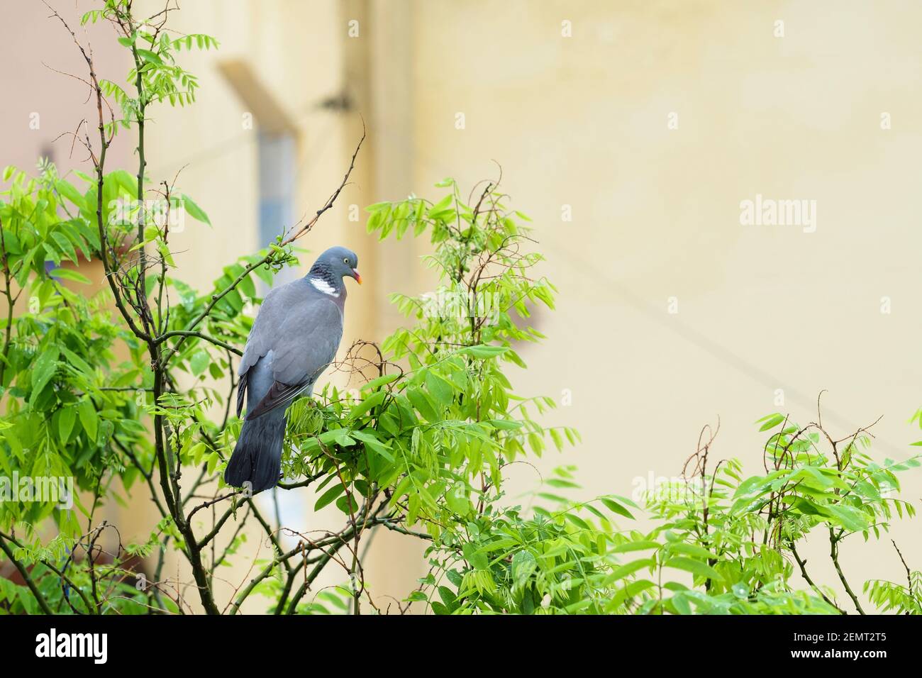 Common japanese birds hi-res stock photography and images - Alamy