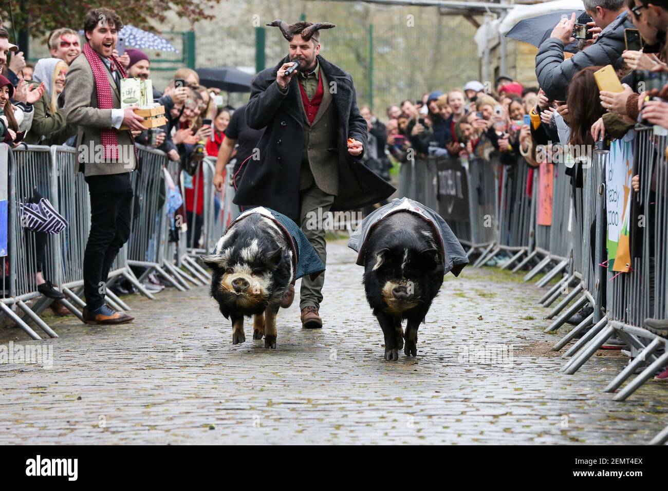 Two pigs are seen taking part in a race before the Oxford vs Cambridge ...