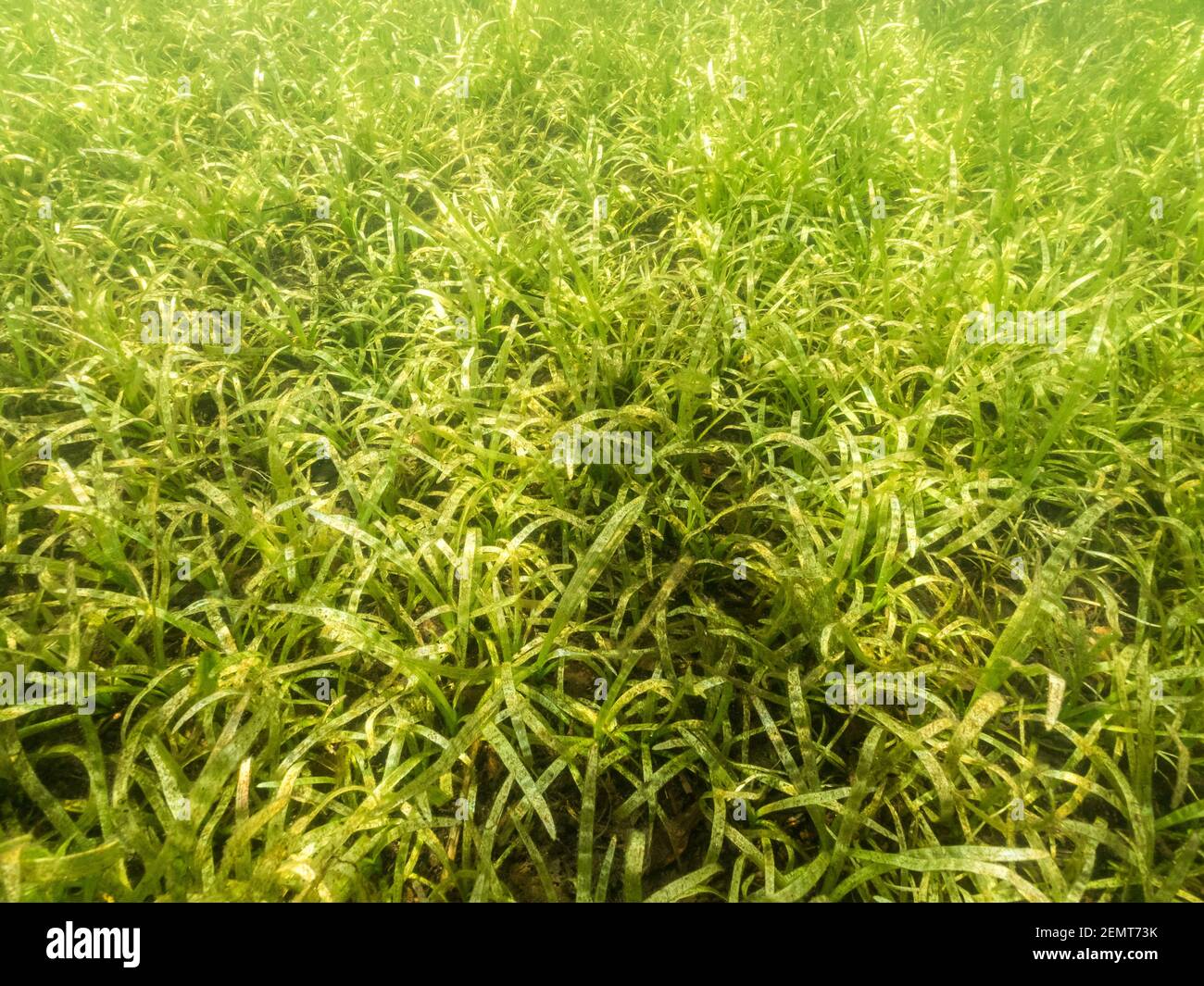 Bottom leaves of arrowhead aquatic plant Stock Photo - Alamy