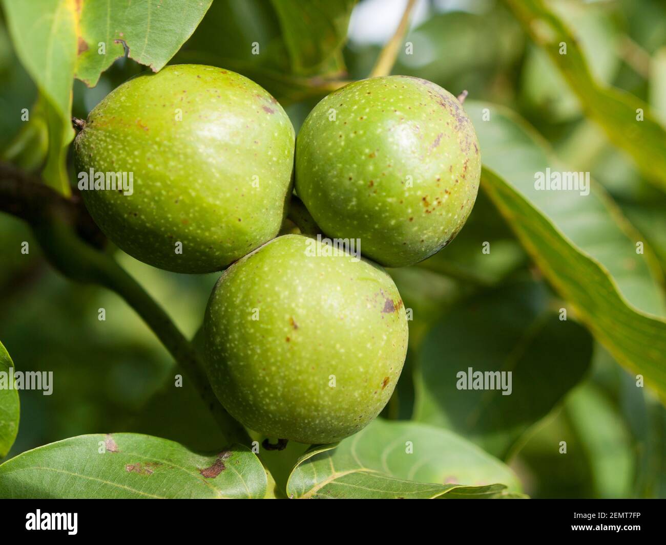 Three fruits of walnut onthe tree Stock Photo - Alamy