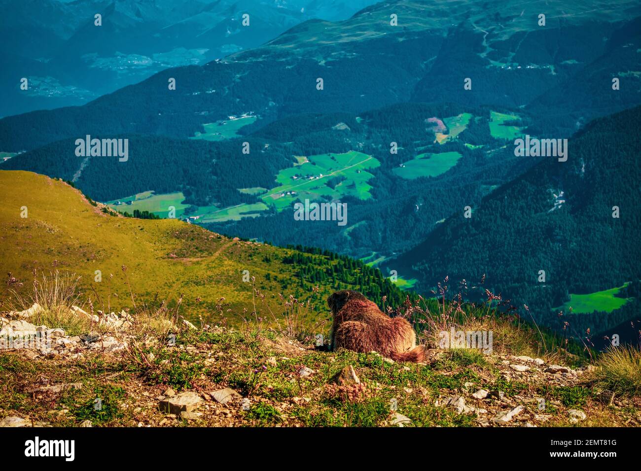 a marmot in the Dolomites, Italy Stock Photo - Alamy