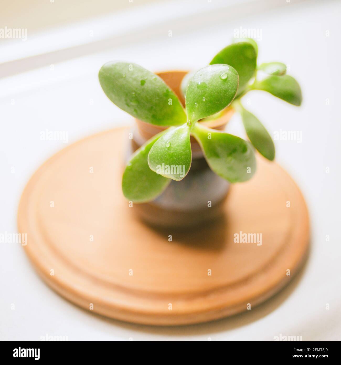 Sprout money tree in a pot on the white table. Young crassula flower ...