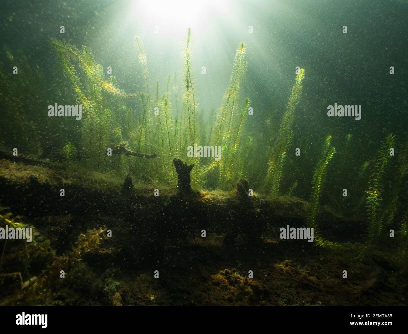 Bright sunlight behind sunken log and waterweeds Stock Photo - Alamy