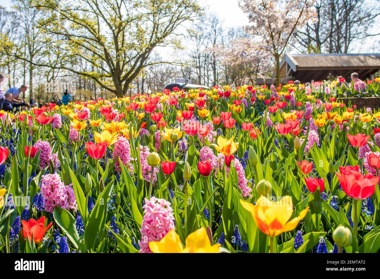 De Keukenhof in Lisse. also known as flower fields and flowers of ...