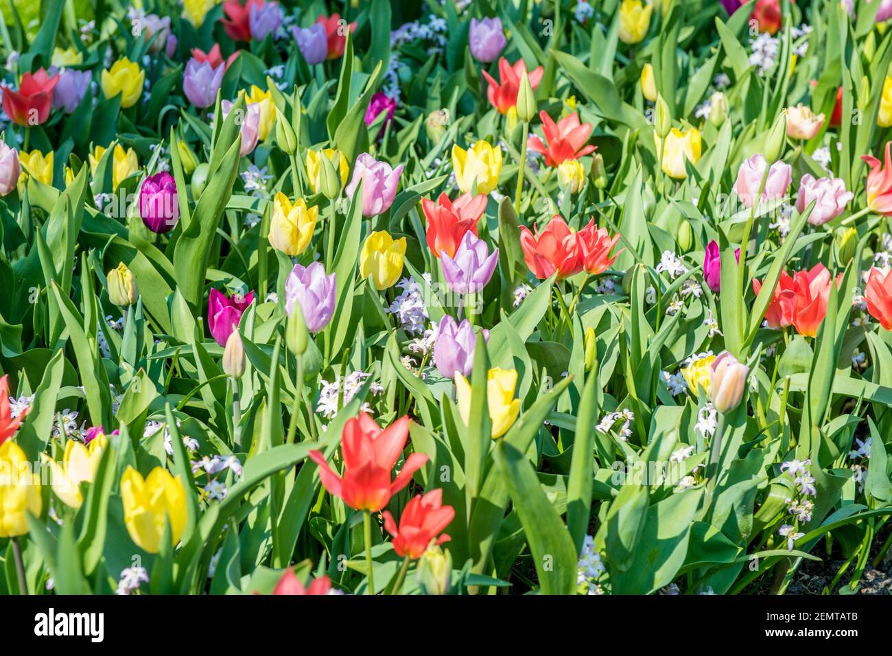 De Keukenhof in Lisse. also known as flower fields and flowers of ...