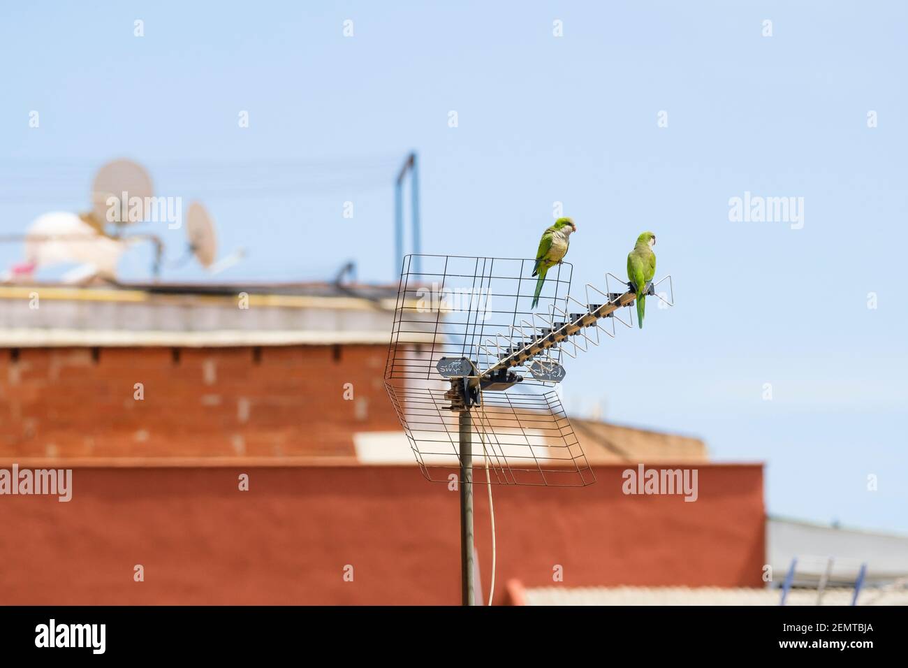 Monk parakeets barcelona hi-res stock photography and images - Alamy